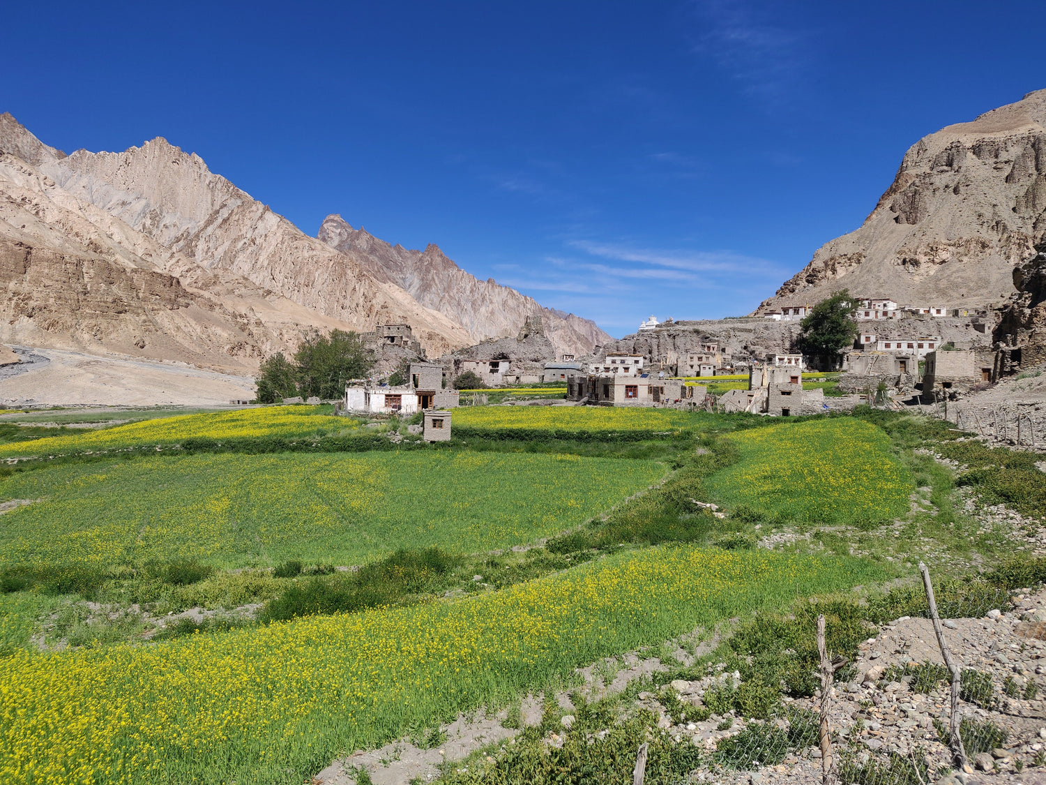 What Ladakh’s Traditional Farming Taught Me About True Sustainability ...